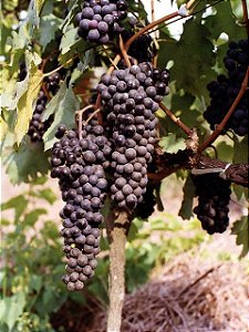 Frutas Raras - Dancruz Plantas