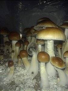 Loja CoguXamã - Cogumelos Mágicos Psilocybe Cubensis - desidratados ...