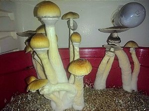 CoguXamã - Cogumelos Mágicos Psilocybe Cubensis