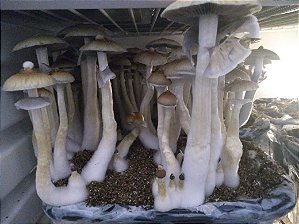 Loja CoguXamã - Cogumelos Mágicos Psilocybe Cubensis - desidratados ...