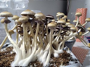 Loja CoguXamã - Cogumelos Mágicos Psilocybe Cubensis - desidratados ...