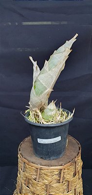 Orquídeas - Orquidário Tradição