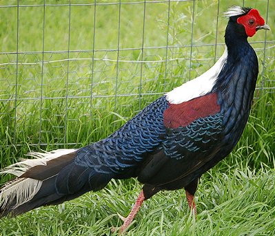 Criatório de Faisão - Aves Exóticas