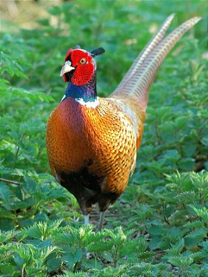 Criatório de Faisão - Aves Exóticas