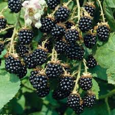Muda de Amora Americana ou Blackberry -Dancruz Plantas - Dancruz Plantas