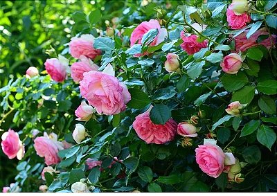 Muda de Mini Rosa Trepadeira enxertadas-Dancruz Plantas - Dancruz Plantas