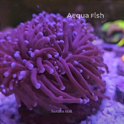 Acqua Fish: Um pedaço do oceano na sua casa!