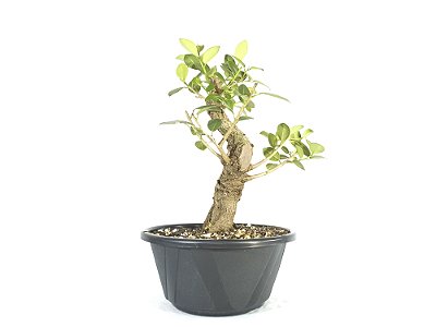 Fícus Formosana - Yama-en Bonsai | Comprar Bonsai Online | Insumos ...