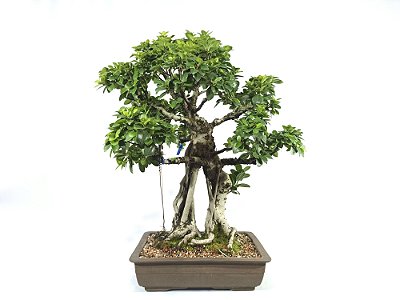 Bonsai | Yama-en Bonsai