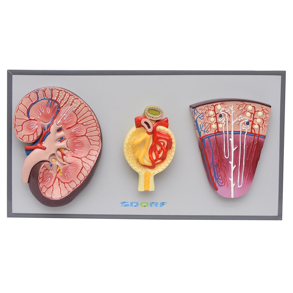Modelo De Capsula Renal Os Rins