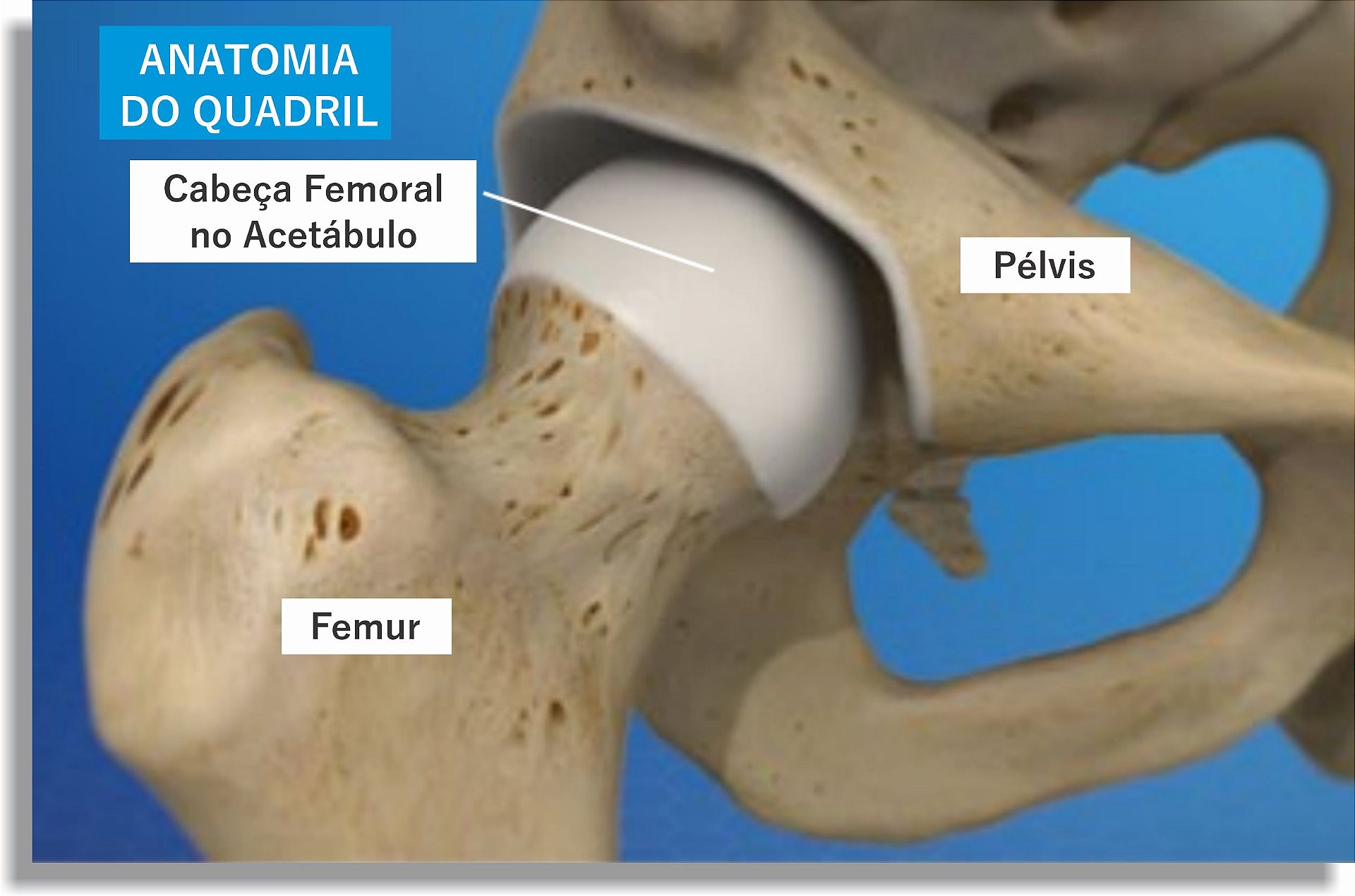 Capsula Articular Do Quadril - RETOEDU