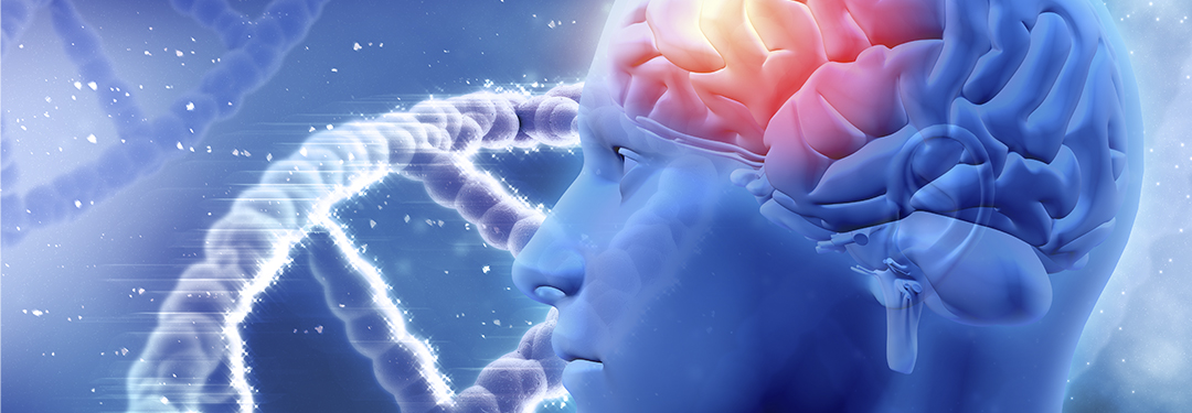 Brain Support Vitaminlife 30 cápsulas - Edin