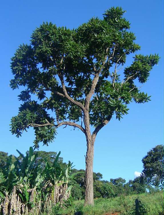 Flor De Cedro