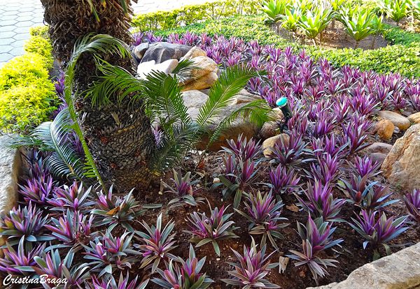 Abacaxi Roxo, Abacaxi Roxo SJC - www.gardendelivery.sjc.br