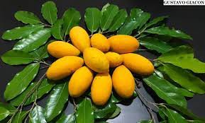 oiti - www.gardendelivery.sjc.br