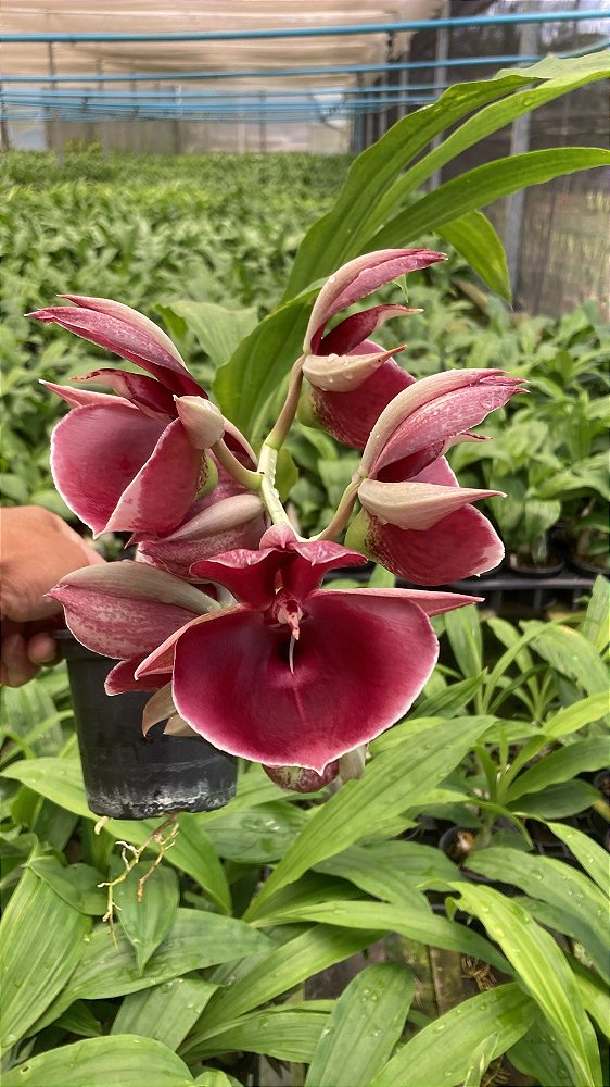 Catasetum Pileatum Imperiale “Pierre Couret” - Orquidario Itaipava