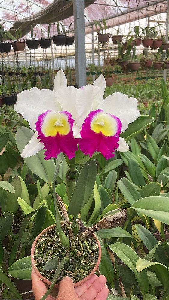 Rlc. Memoria Ana Balmores Pot 17 - Orquidario Itaipava