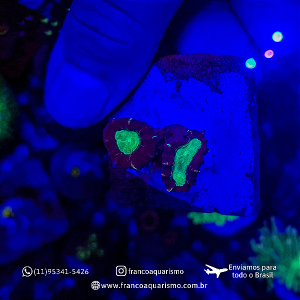 Coral Trumpet Candy Cane (boca) - Franco Aquarismo | A Nº1 quando se ...