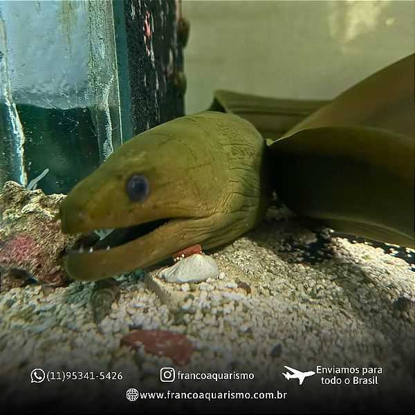 Moreia Verde 75-85cm - Marinha - Franco Aquarismo | A Nº1 quando se ...