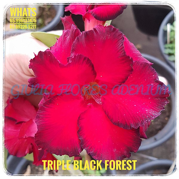 Planta Matriz Enxertada Triple Black Forest - Giulia Flores Rosas Do ...