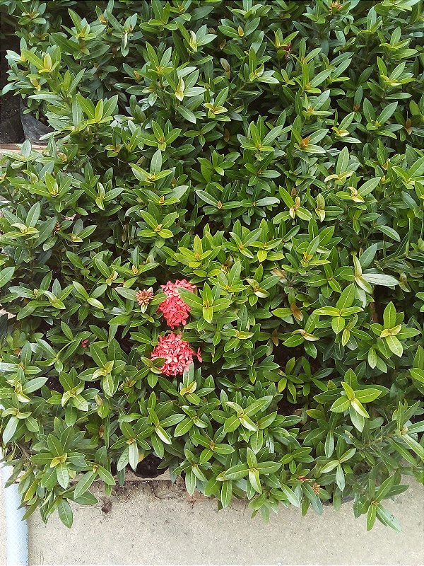Mini Ixora - Caixa com 15 unidades - Planta Delivery