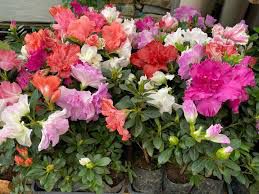 Mini Azaleia - Caixa com 15 unidades - Planta Delivery