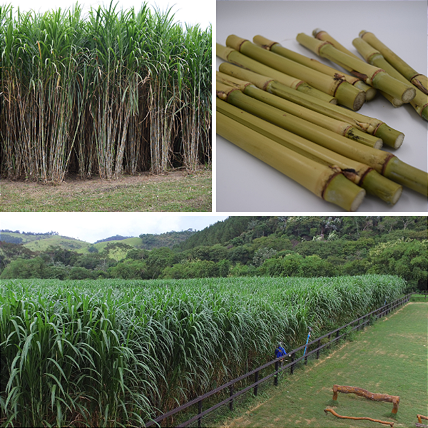 Capim Capiaçu - Loja Materbio