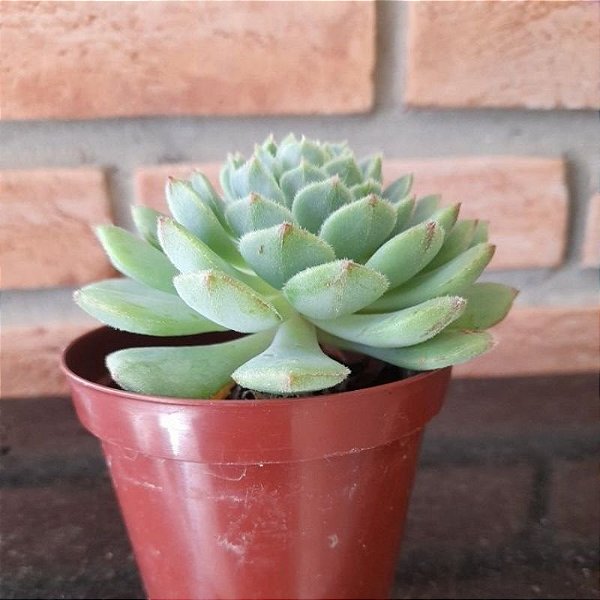 Echeveria Dorette Pote 11 - Suculentas Holambra