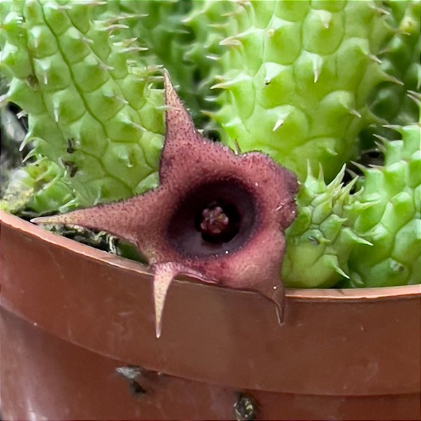 Huernia Schneideriana pote 11 - Suculentas Holambra Huernia Schneideriana pote 11 - Suculentas Holambra