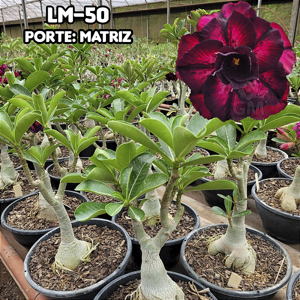Rosa Do Deserto MATRIZ - LM50 - GM Rosa do Deserto - As Cores Mais ... Rosa Do Deserto MATRIZ - LM50 - GM Rosa do Deserto - As Cores Mais ...