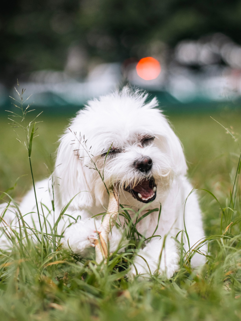 Palitinho Bovino - Natuka