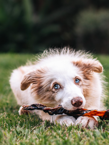 Natuka Dual Mastigável 100% Natural - Natuka