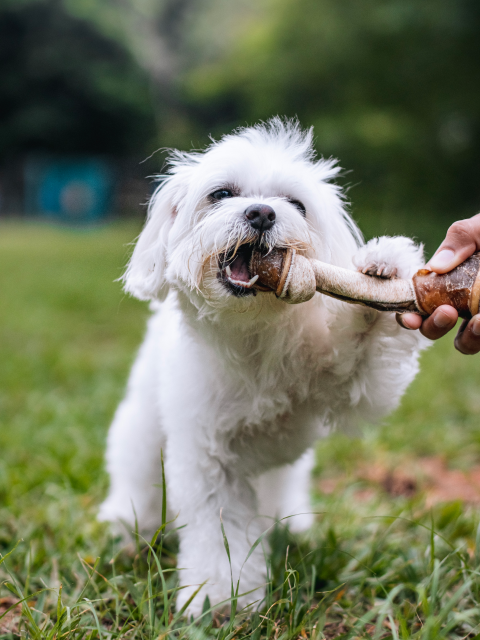 Natuka Knot - Natuka