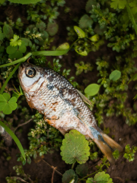 Piaba Natuka - Petisco irresistível para o seu pet - Natuka