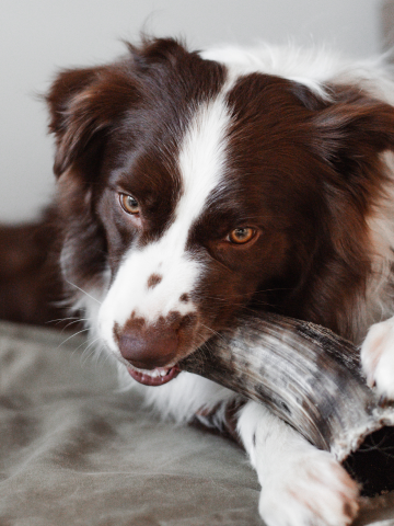 Natuka Chifre Bovino (sem ponta) - Mordedor Resistente para Cães - Natuka