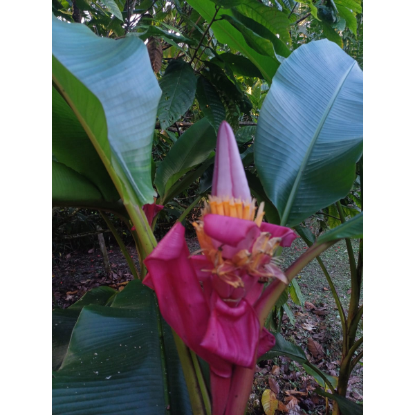 Banana Rosa - Musa Velutina - Orquidário Nhá Mercedes
