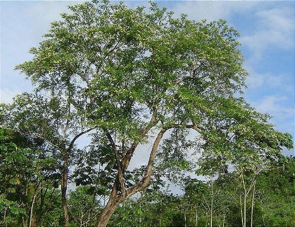 Muda Tucaneira ou Pau-viola -Atrai pássaros-Dancruz Plantas - Dancruz ...