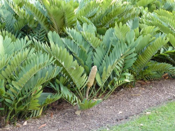 Muda Zamia Furfuracea Novidade - Para Sombra - Dancruz Plantas
