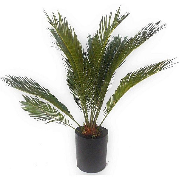Muda Palmeira Cica (Cycas Revoluteo) - Dancruz Plantas