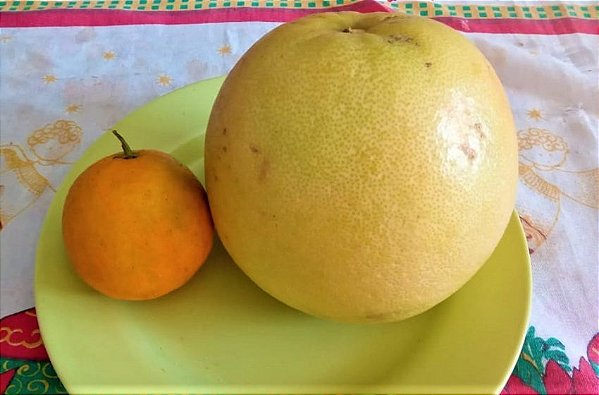 Muda de Laranja Zamboa Enxertada - para Doces-Dancruz - Dancruz Plantas