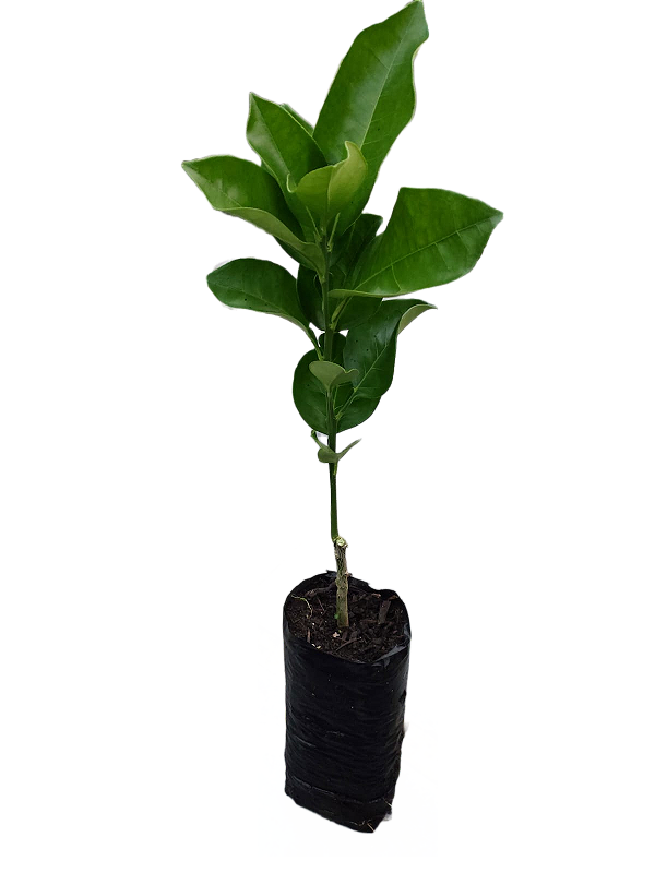 Muda de Laranja Zamboa Enxertada - para Doces-Dancruz - Dancruz Plantas