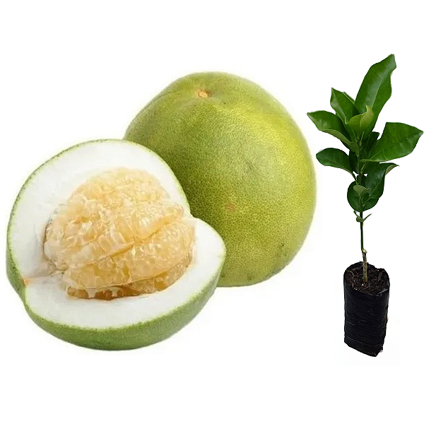 Muda de Laranja Zamboa Enxertada - para Doces-Dancruz - Dancruz Plantas