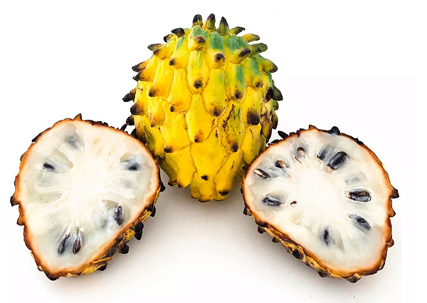 Muda de Biribá Gigante feita de semente-Dancruz - Dancruz Plantas