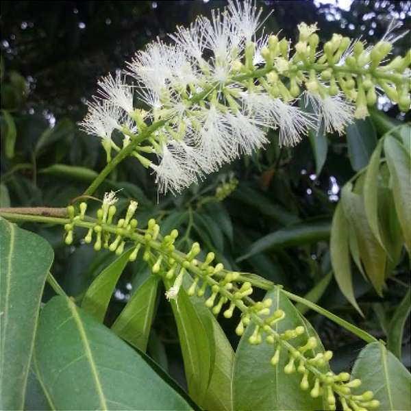 Kit 5 mudas de Ingá Feijão - Inga marginata - Dancruz Plantas