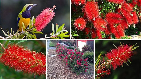 Muda de Calistemo,Muda de Calistemo-escova de garafa-Flor Vermelha ...