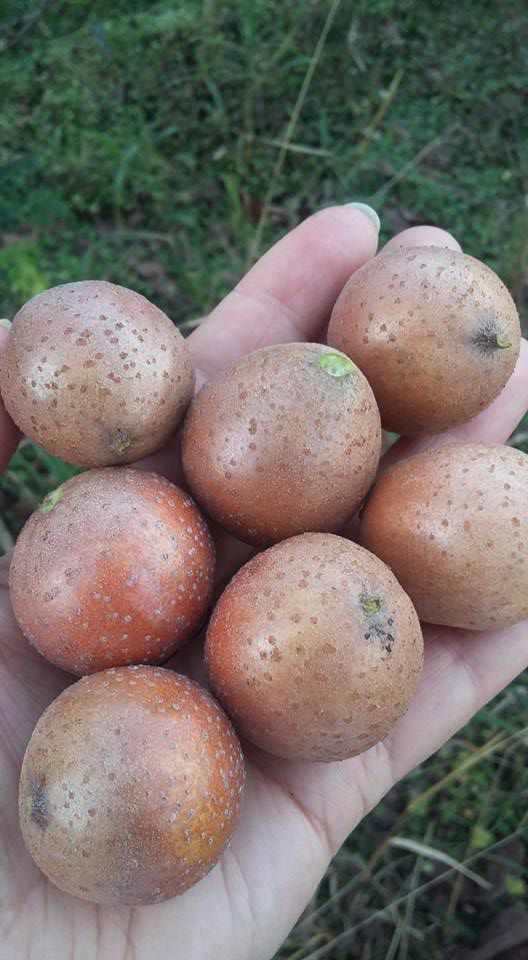 Muda de Nespoli Enxertada Rara - Dancruz Plantas