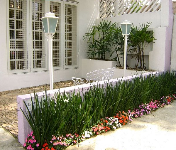 Muda de Moréia - Dietes Iridioides,muda morreia,muda para jardim ...