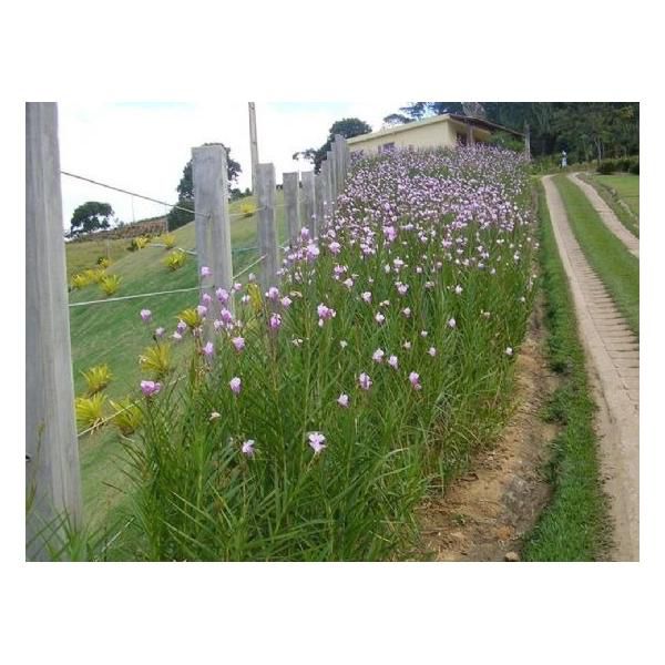 Muda Orquídea Bambu (Arundina Bambusifolia) - Dancruz Plantas