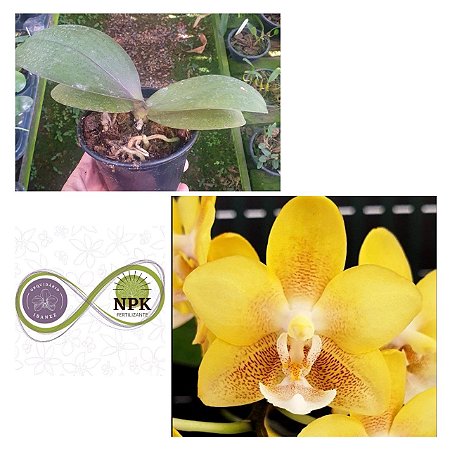 Phalaenopsis KS Balm 'Yellow Chocolate' - Orquidario Ibanez
