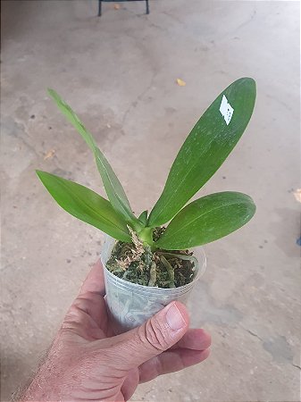 Phal LD's Bear King - Orquidario Ibanez